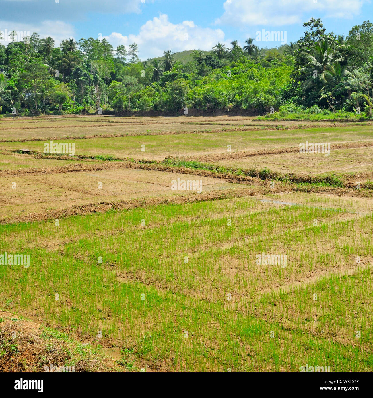 fields with crops of rice Sri Lanka Stock Photo - Alamy