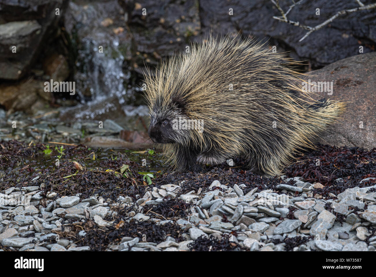 Porcupine natural habitat hi-res stock photography and images - Alamy