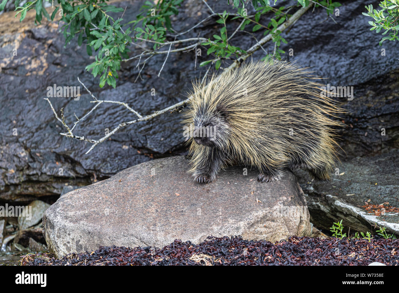 Porcupine natural habitat hi-res stock photography and images - Alamy