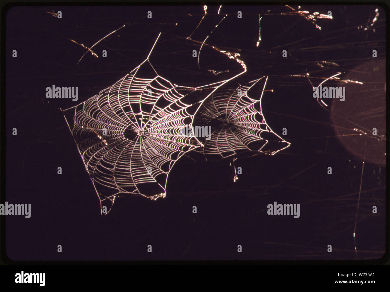 SPIDERS' WEBS IN A 60-YEAR-OLD AGE CLASS TIMBERLAND IN OLYMPIC NATIONAL ...