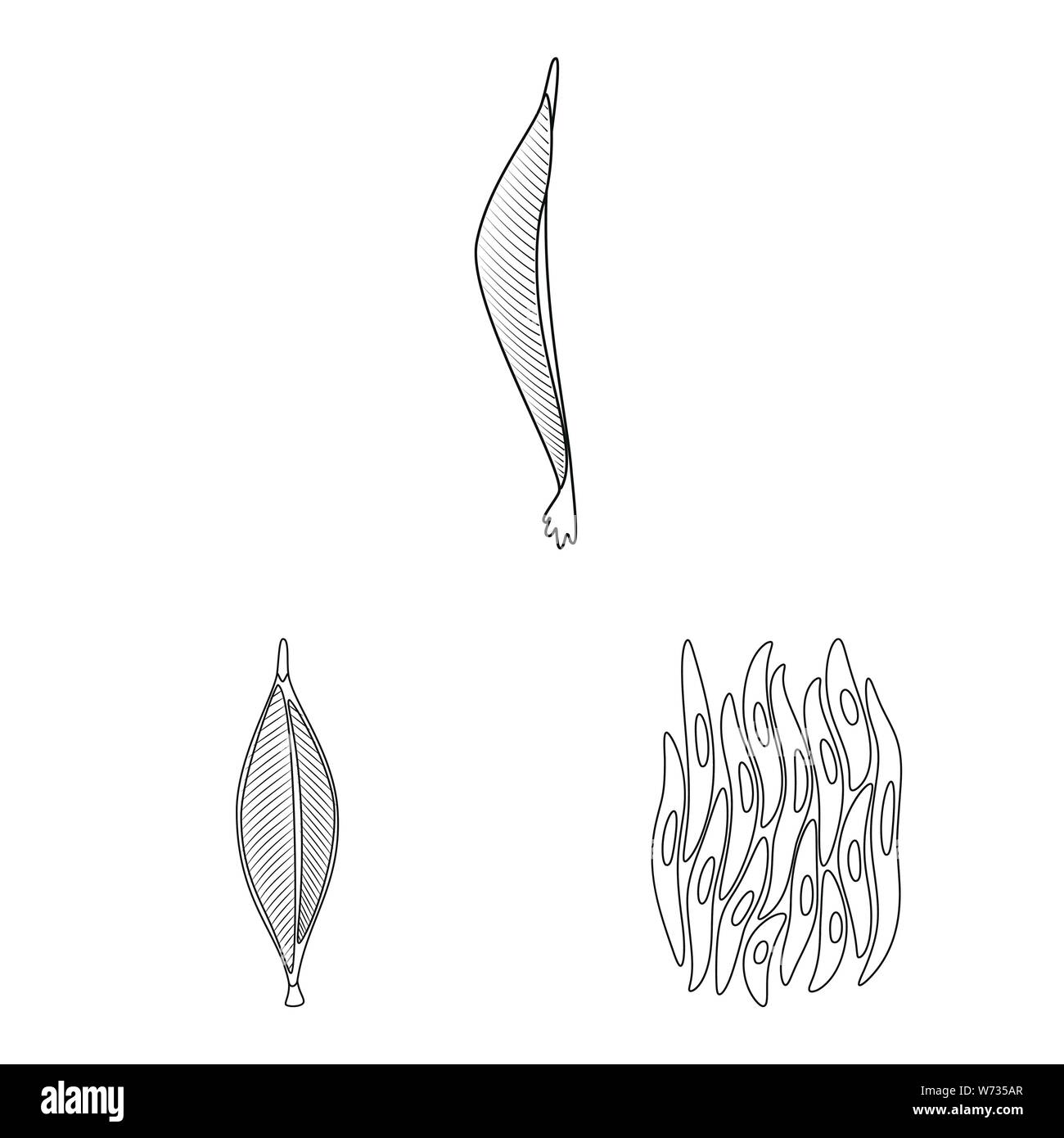 Isolated object of fiber and muscular symbol. Set of fiber and body ...