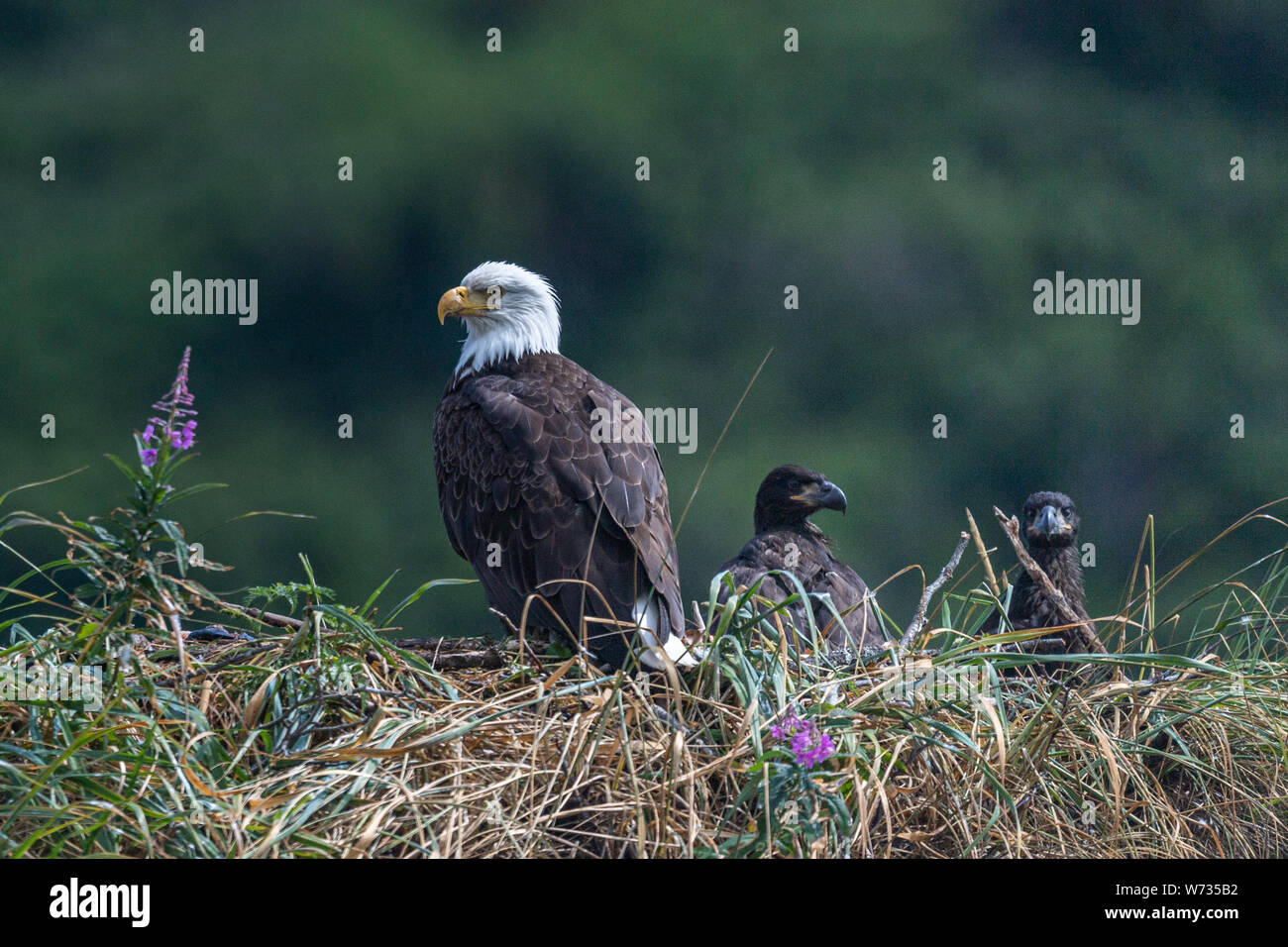 Bald Eagle Parent on nest with two chicks, Alaska, USA Stock Photo - Alamy