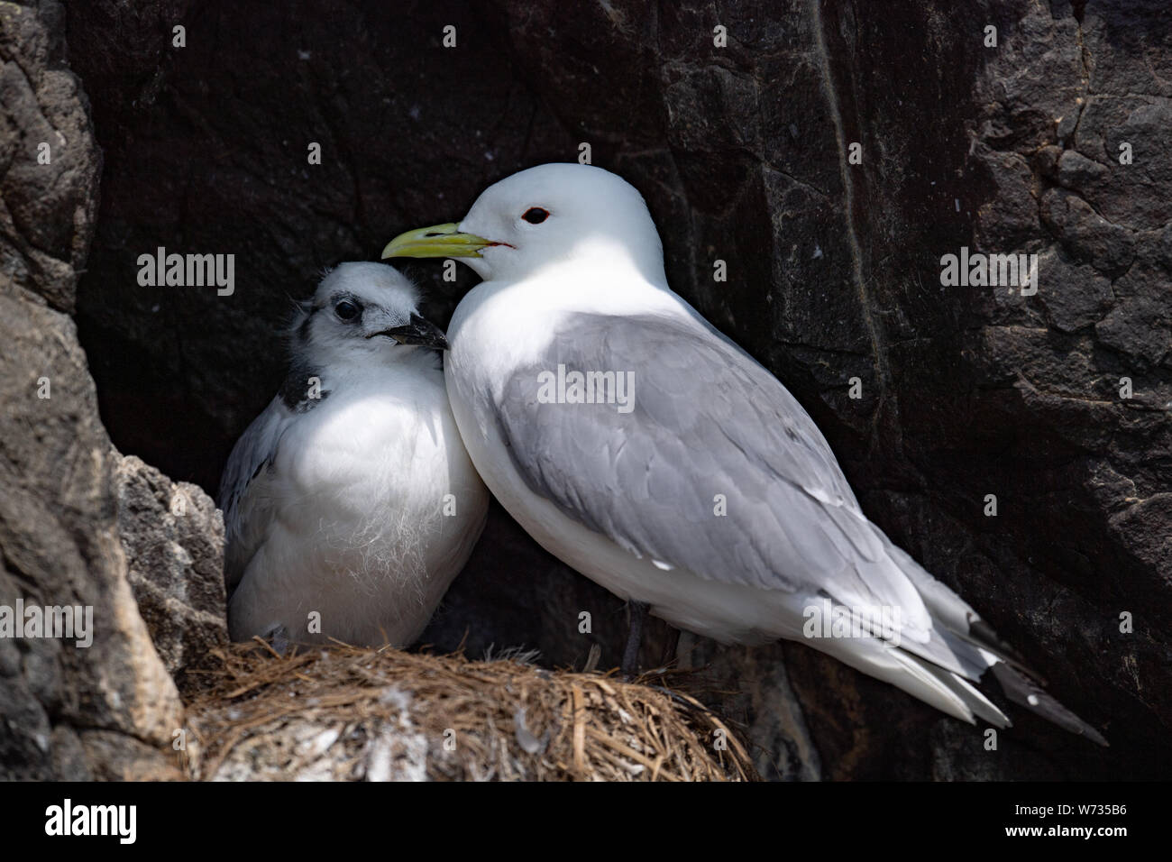 Rock Chick High Resolution Stock Photography and Images - Alamy
