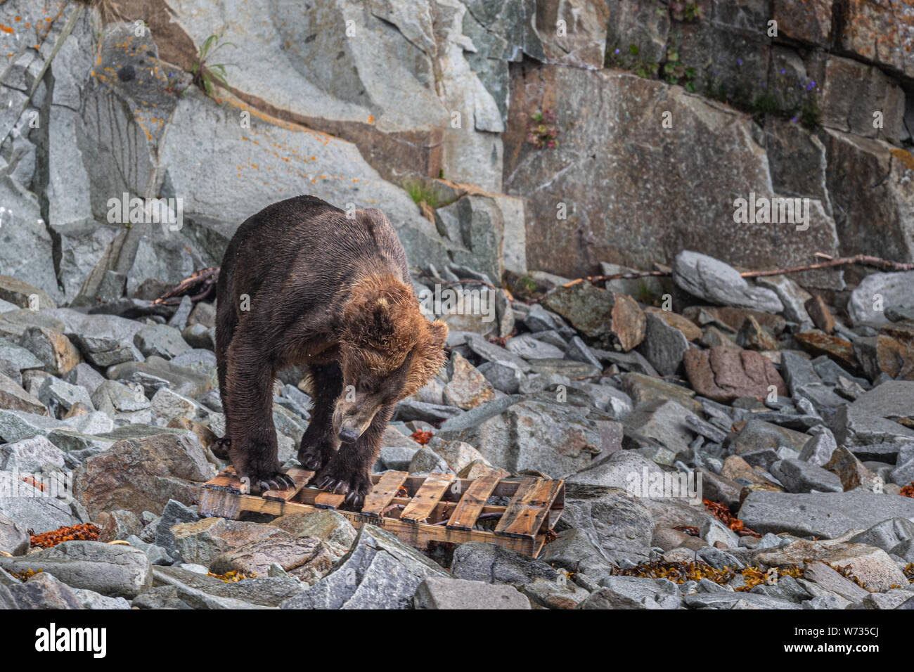 Brown Bear Grizzly on rocks Stock Photo - Alamy
