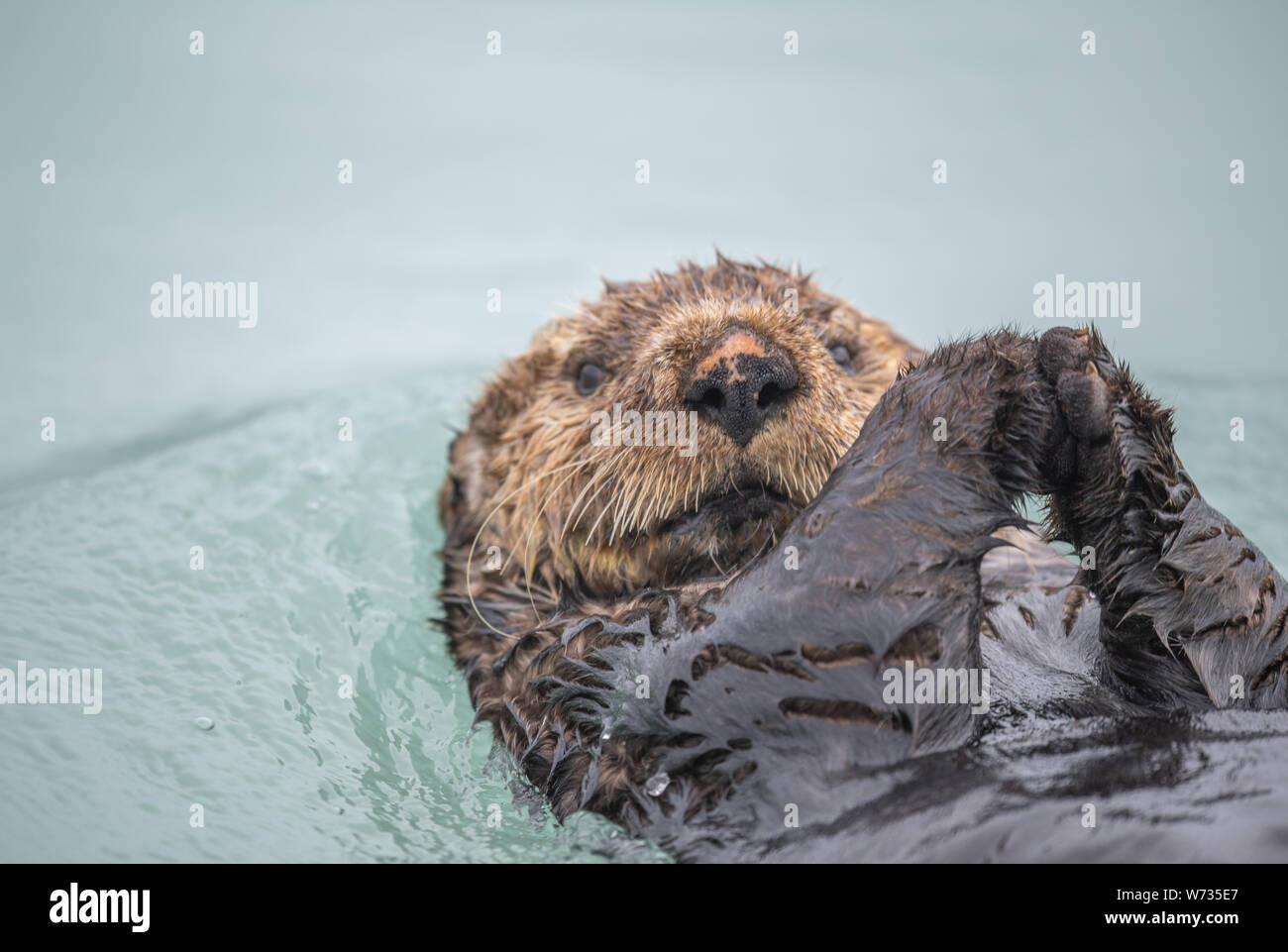 Sea otter on back hi-res stock photography and images - Alamy