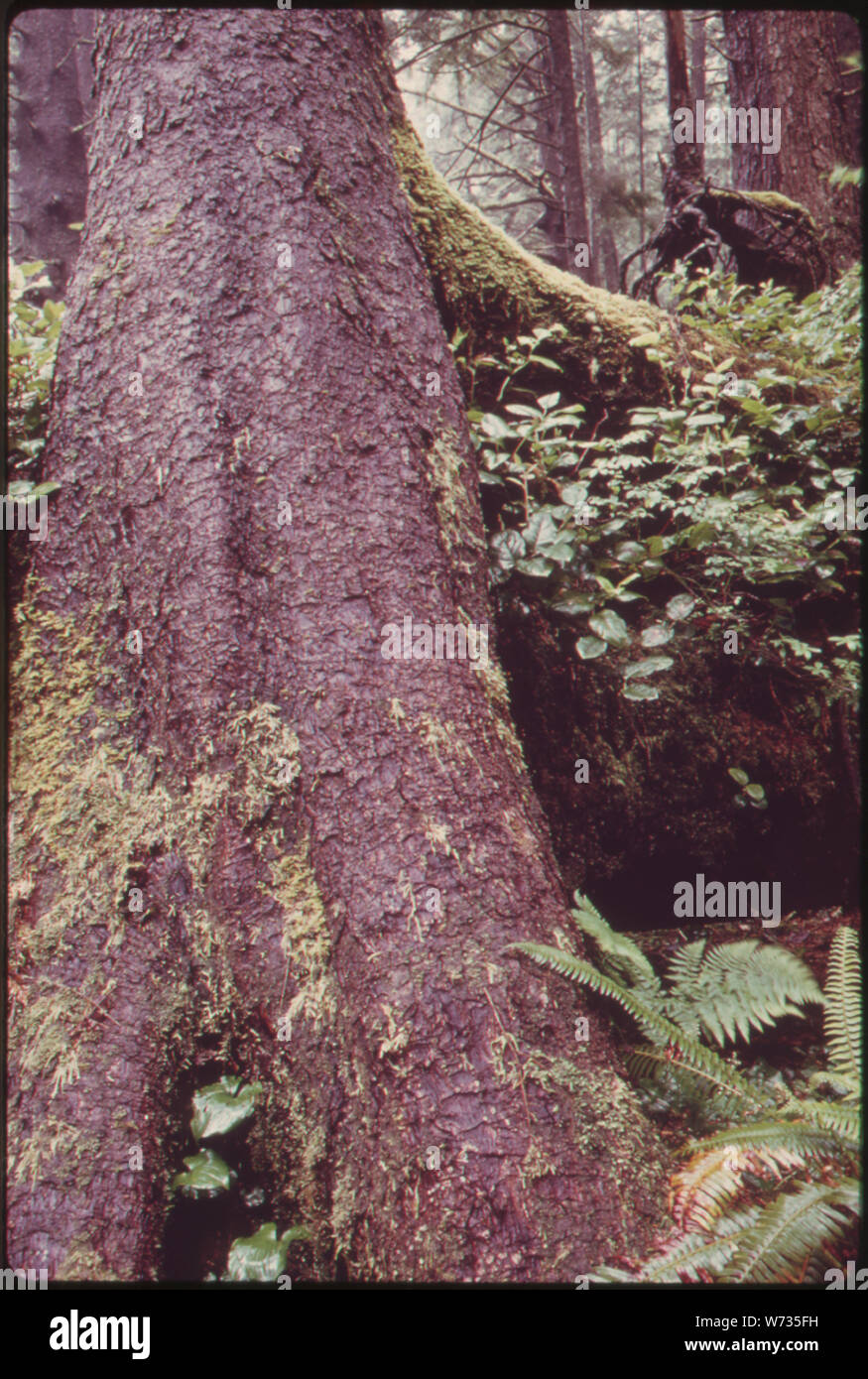 SPRUCE MORE THAN 400 YEARS OLD GROWING FROM A NURSE LOG GROUND COVER ...