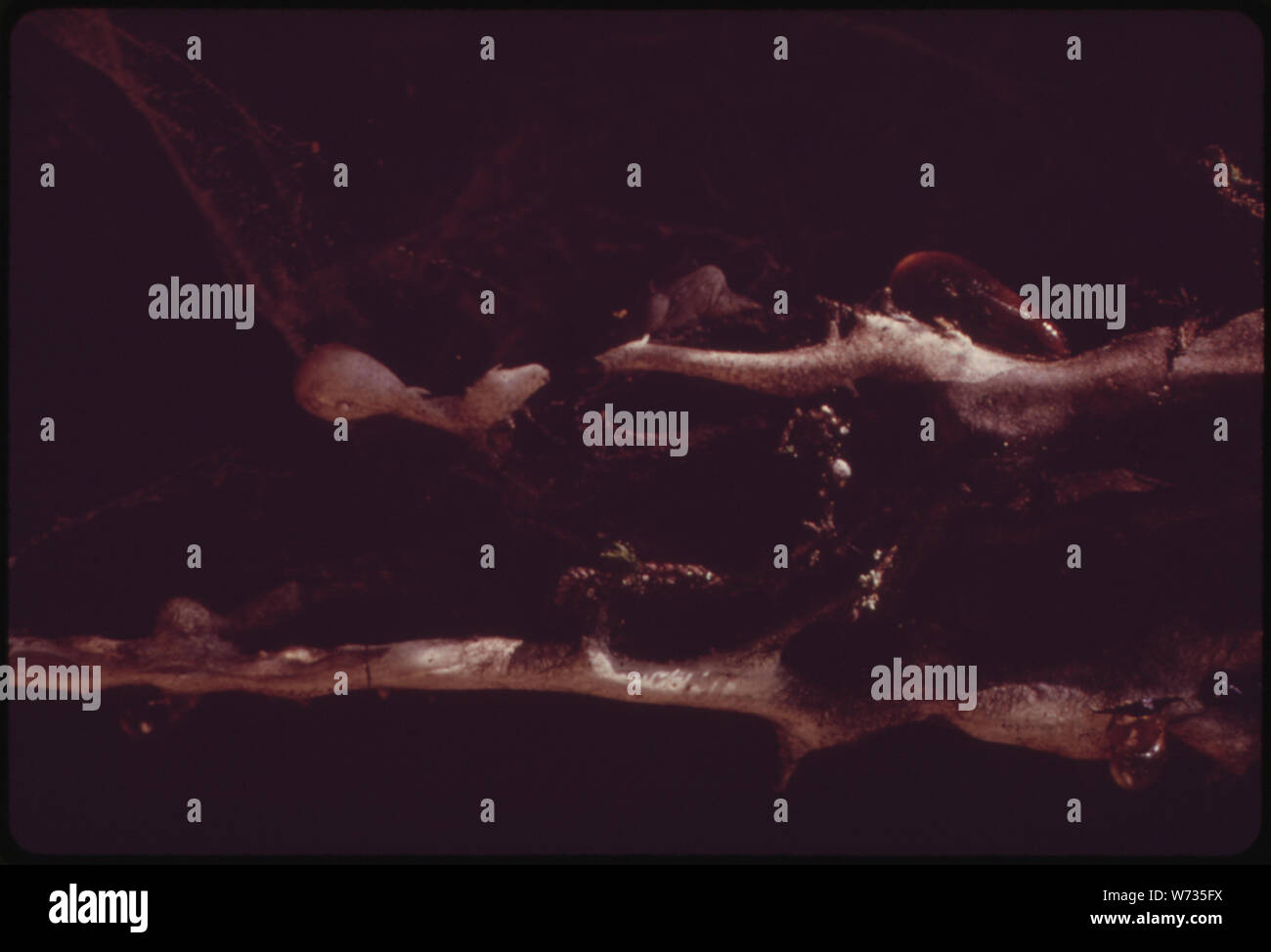 Queets spruce hi-res stock photography and images - Alamy