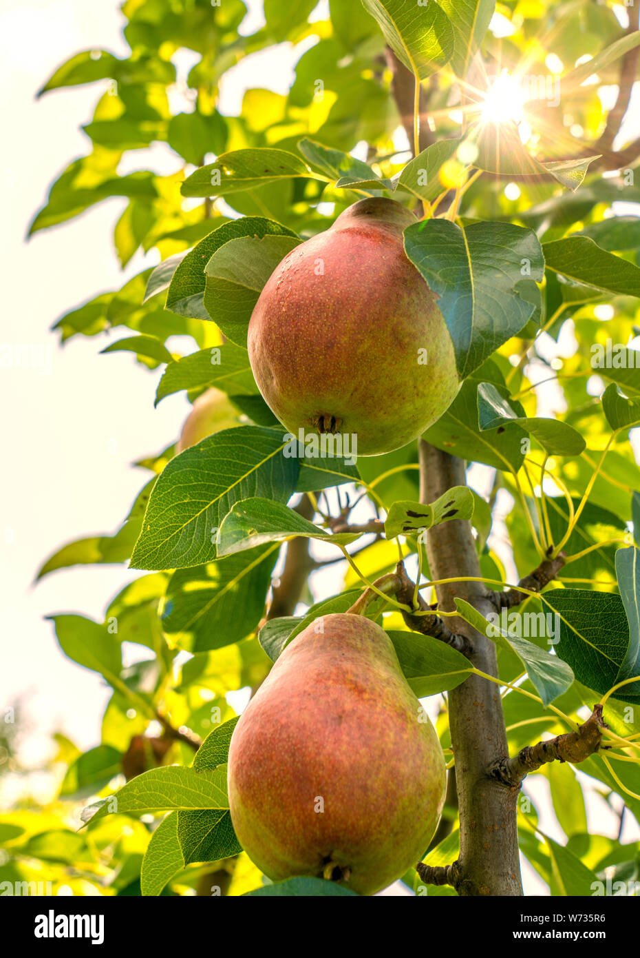 Tree Orchard Fruit Pear High Resolution Stock Photography and Images ...