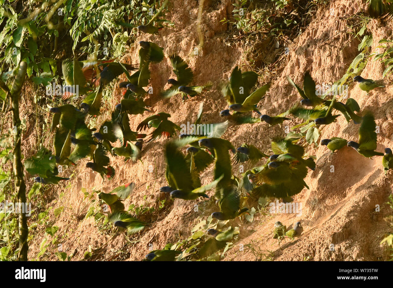 Blue-headed and yellow-crowned parrots feeding at a clay lick ...