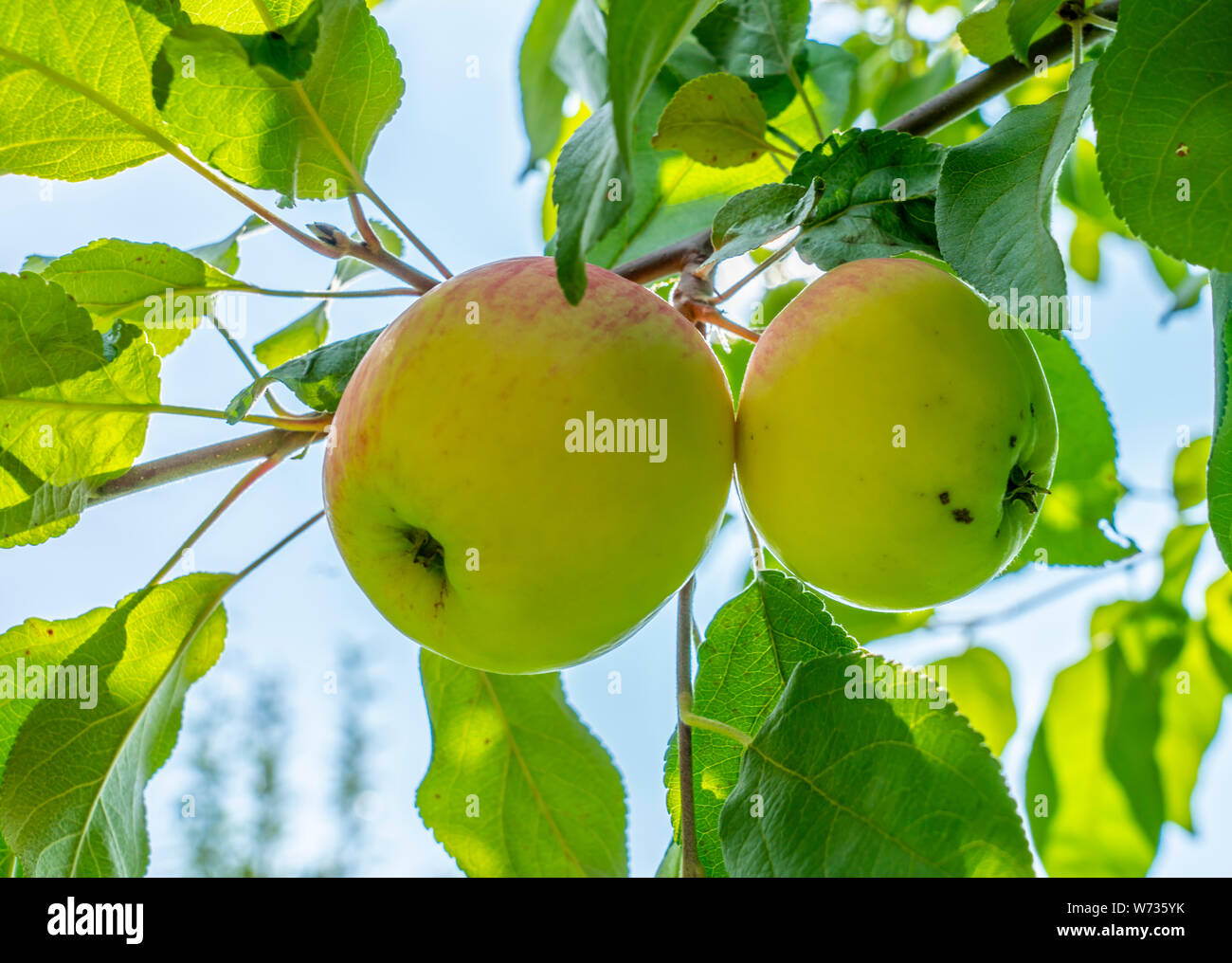 ripe, juicy apples hanging on the branch of the Apple tree, the sun ...