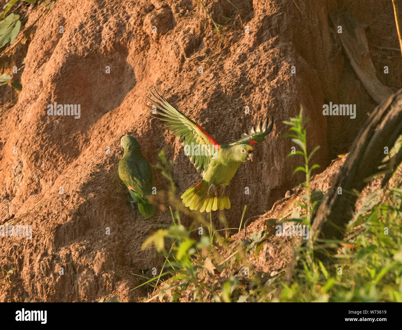 Blue-headed and yellow-crowned parrots feeding at a clay lick ...