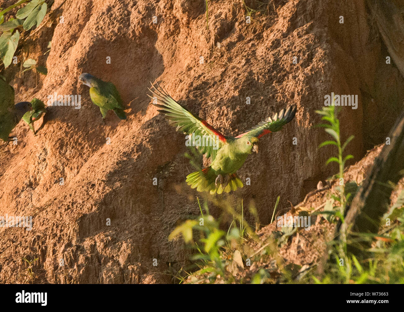 Blue-headed and yellow-crowned parrots feeding at a clay lick ...