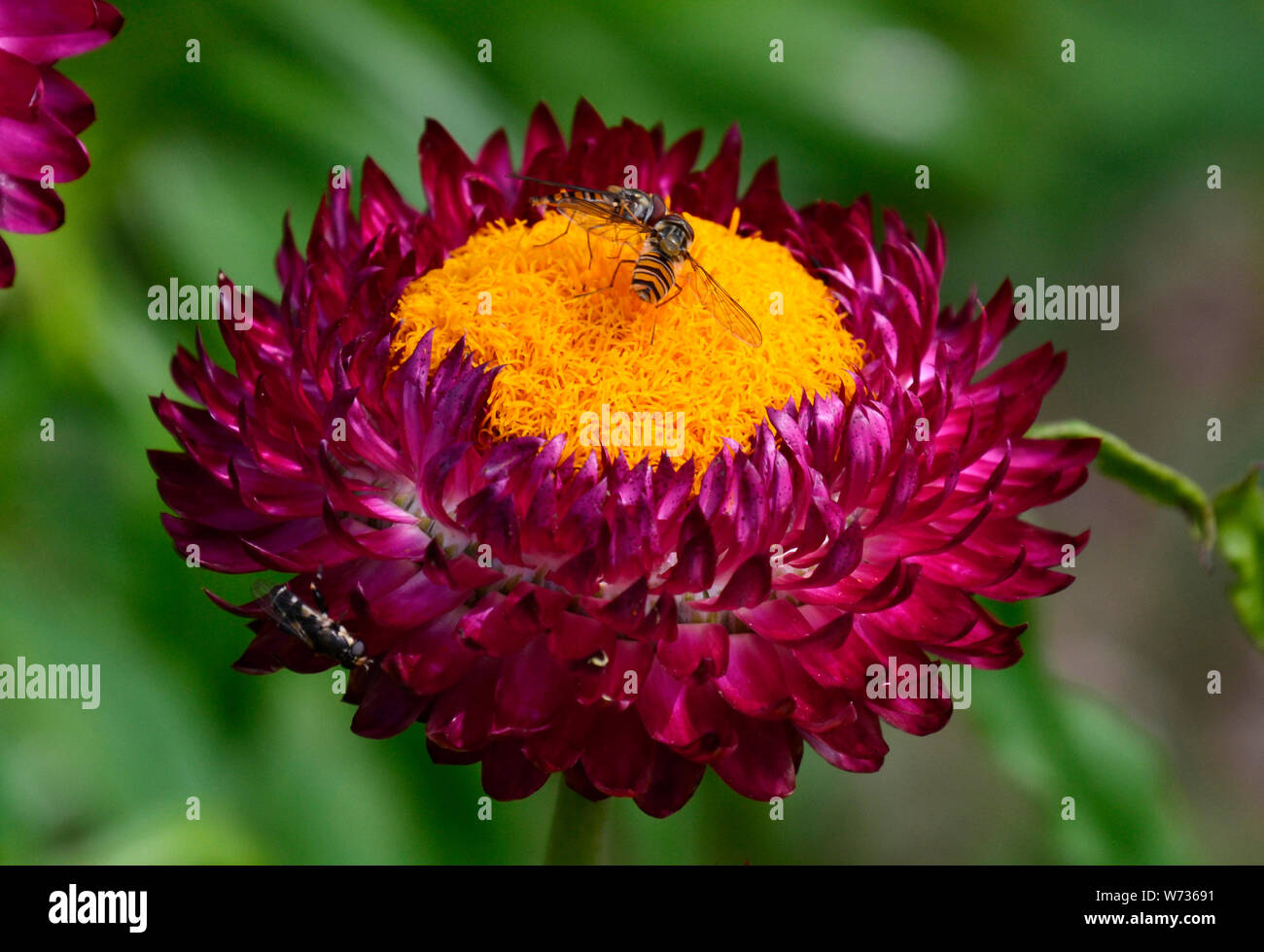 English garden insects hi-res stock photography and images - Alamy