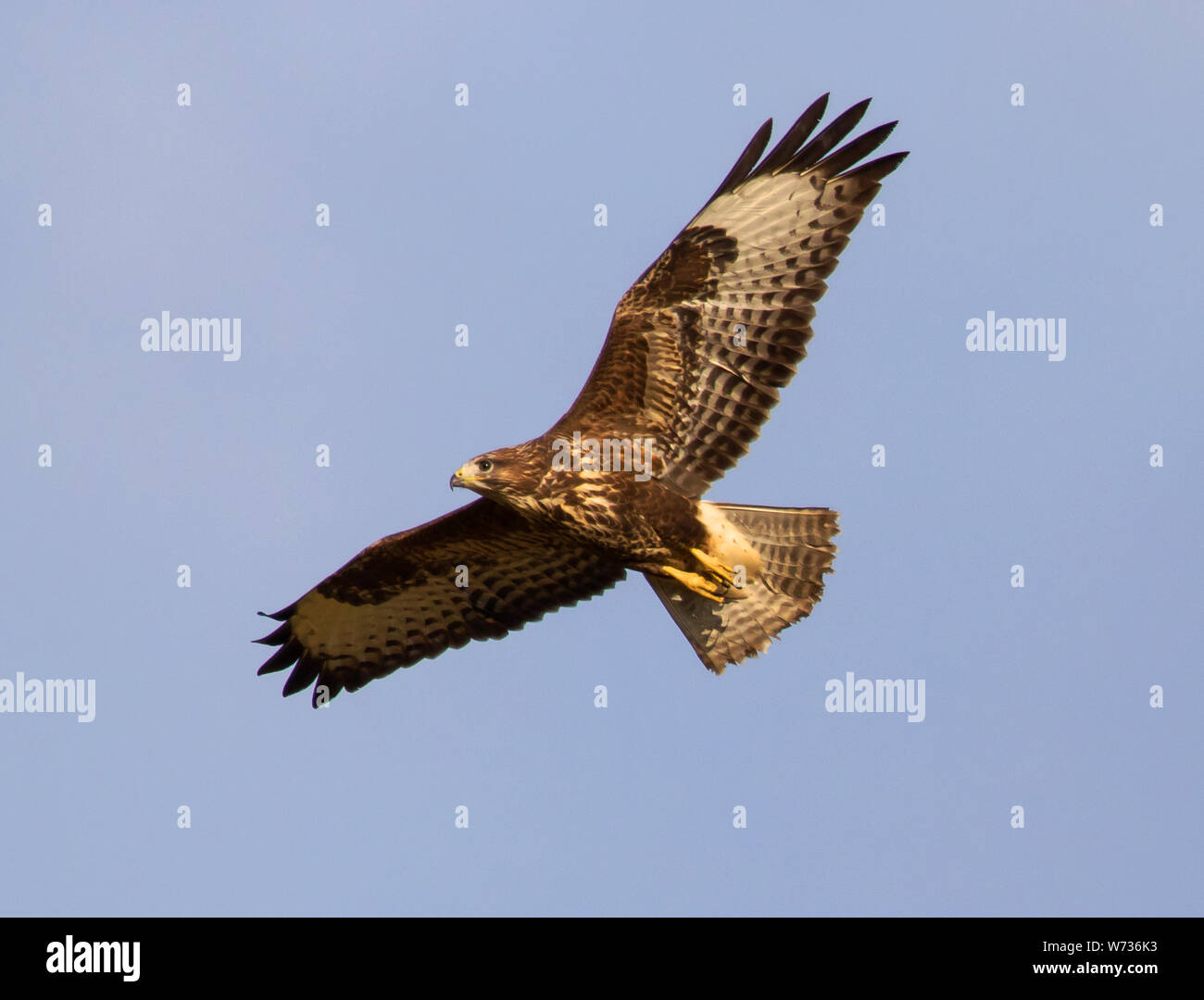 Common Buzzard in flight Stock Photo - Alamy