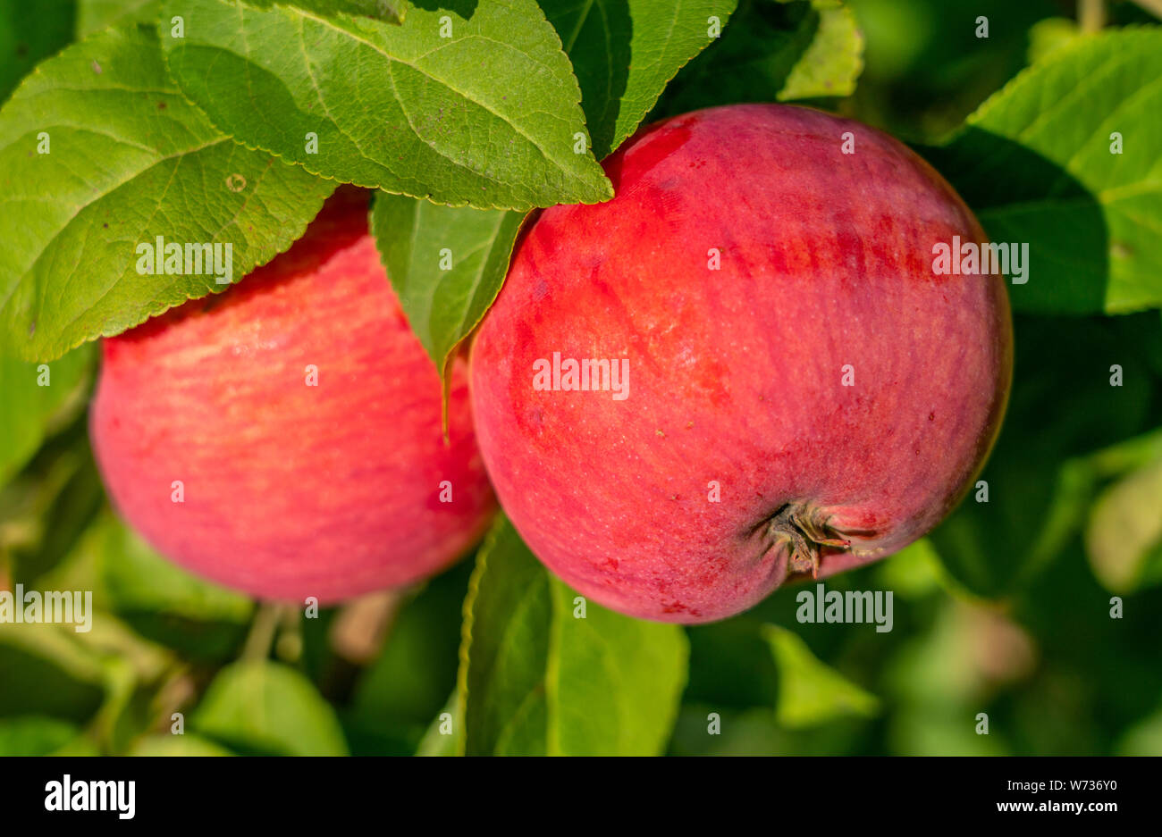 Beautiful ripe red apple hanging hi-res stock photography and images ...