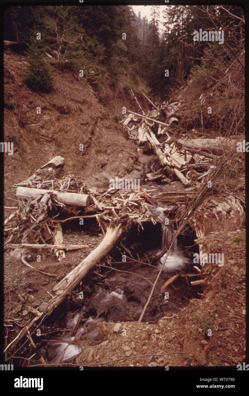 STREAM CLOGGED WITH LOGGING DEBRIS IN THE CANYON RIVER DRAINAGE SYSTEM ...