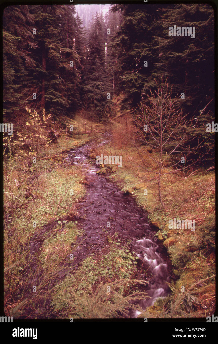 STREAM FLOWING THROUGH A 60 TO 80-YEAR-OLD AGE CLASS TIMBERLAND IN ...