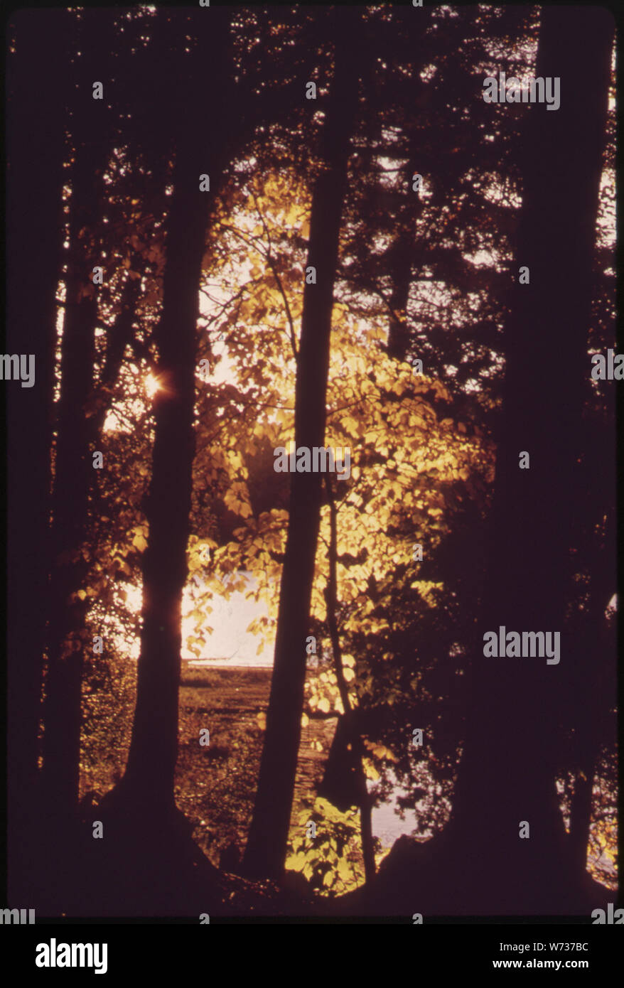 Also called moosewood hi-res stock photography and images - Alamy