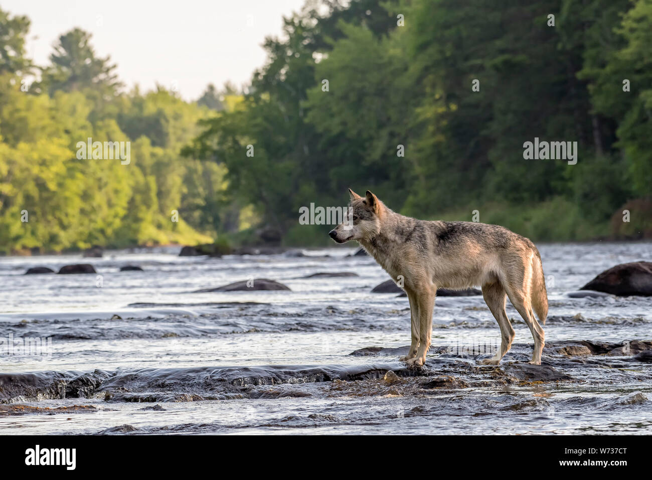 Grey Wolf walking across Rocks in a Flowing River Stock Photo - Alamy