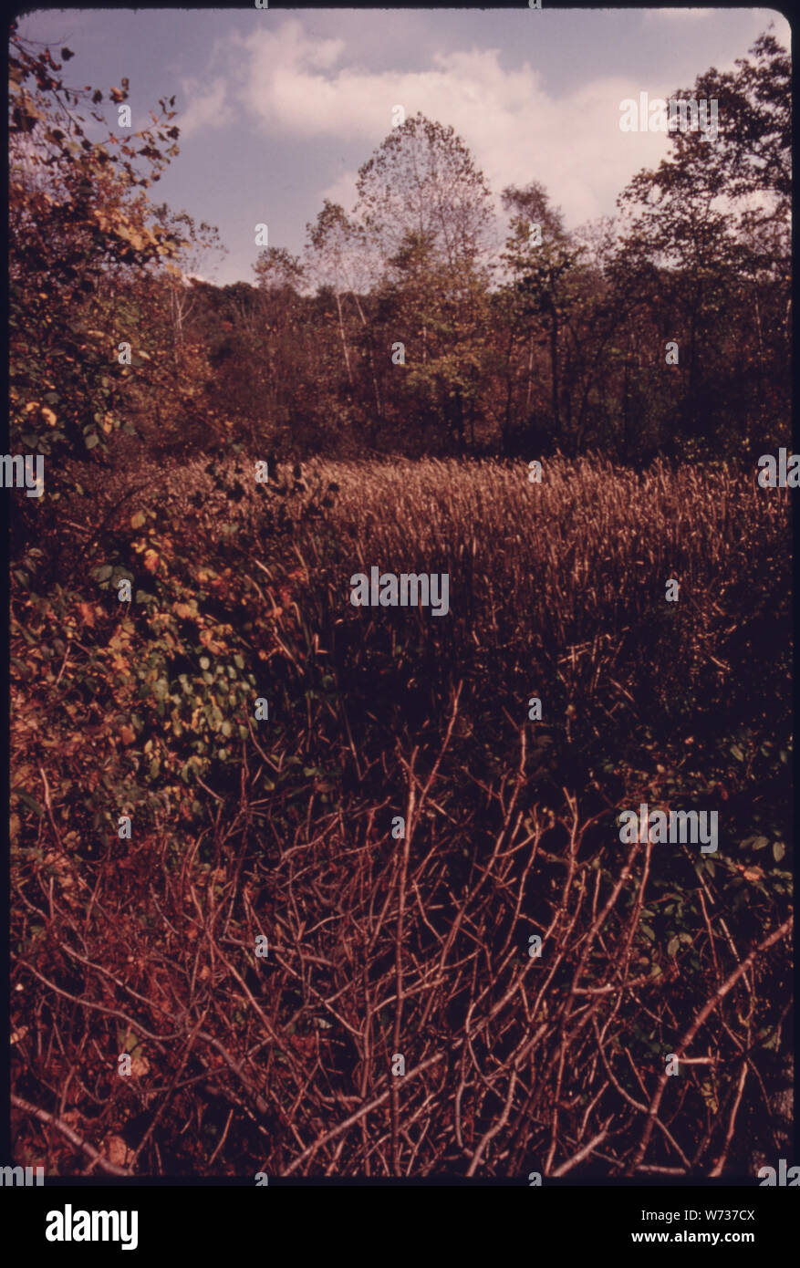 STUMPY BASIN, A BOTANICAL AREA NORTH OF PENINSULA, OHIO, NEAR CLEVELAND ...