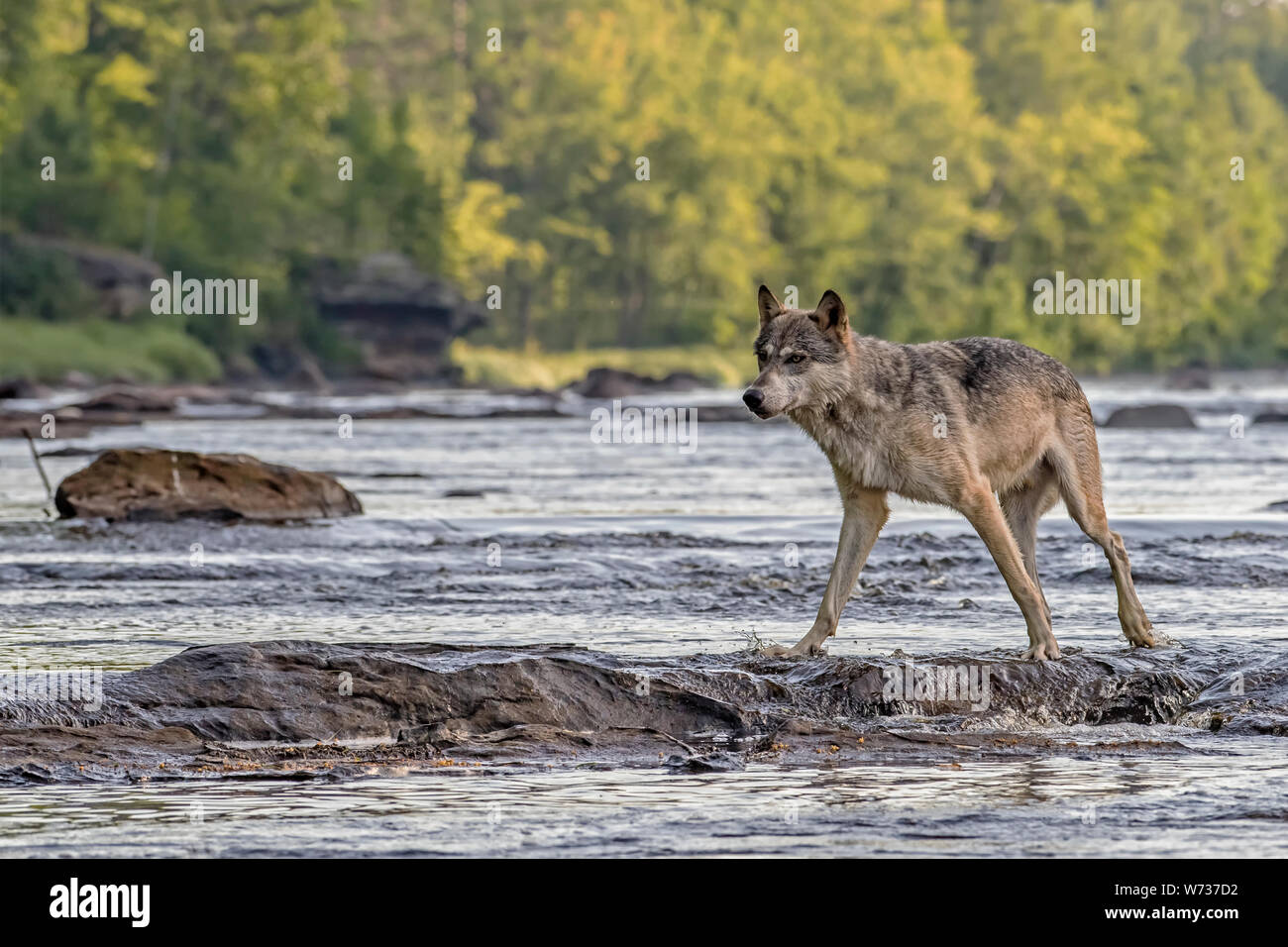 Wolf Walking Towards