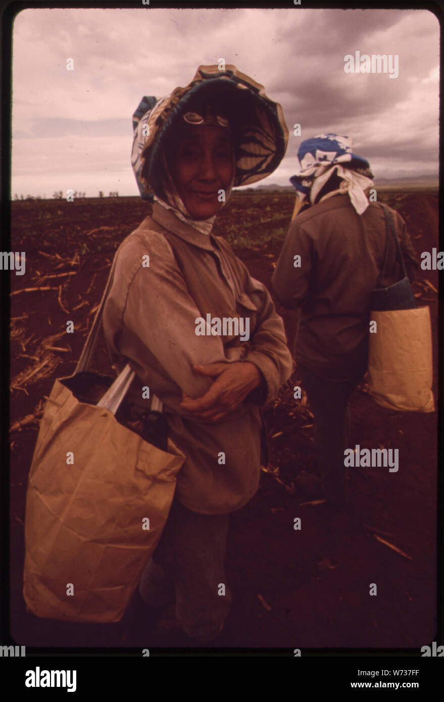 SUGARCANE WORKERS IN BONNETS OF A KIND CUSTOMARILY WORN BY THE JAPANESE ...