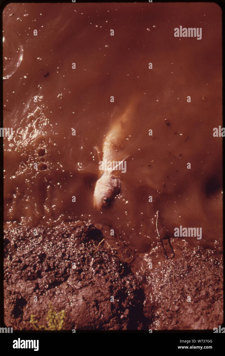 SUFFOCATED FISH ARE A FREQUENT SIGHT AT THE INNER CITY VIADUCT AREA ...