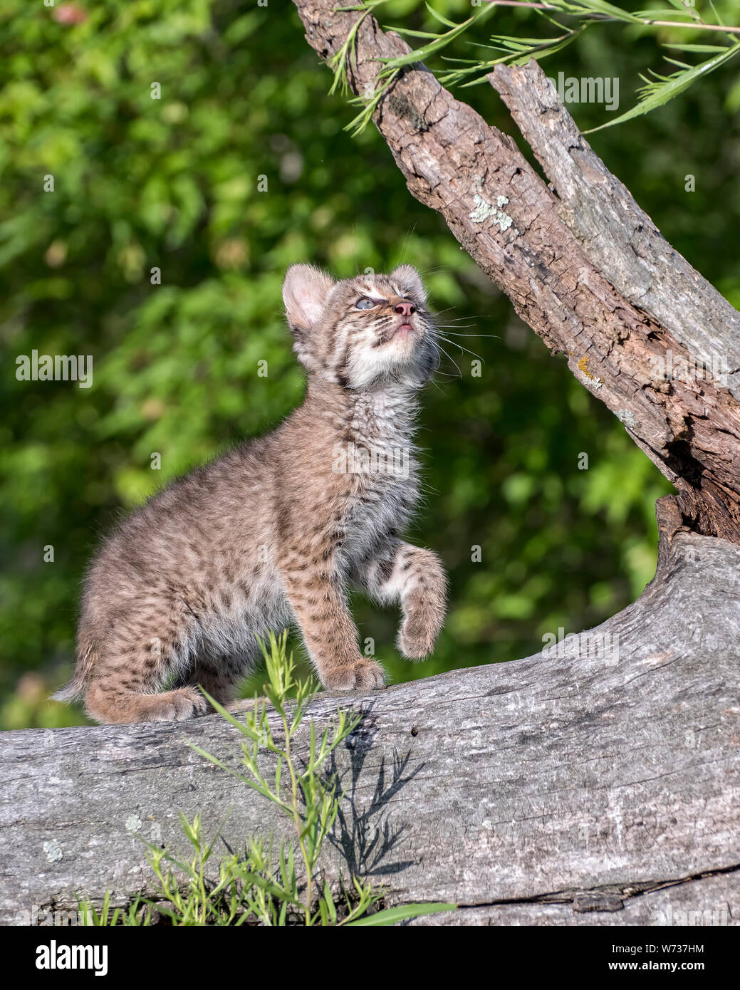 Baby bobcat hi-res stock photography and images - Alamy