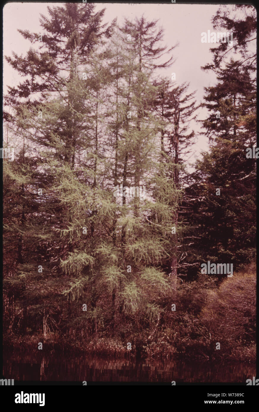 TAMARACK TREE (LARIX LARICINIA), IN THE ADIRONDACK FOREST PRESERVE ...