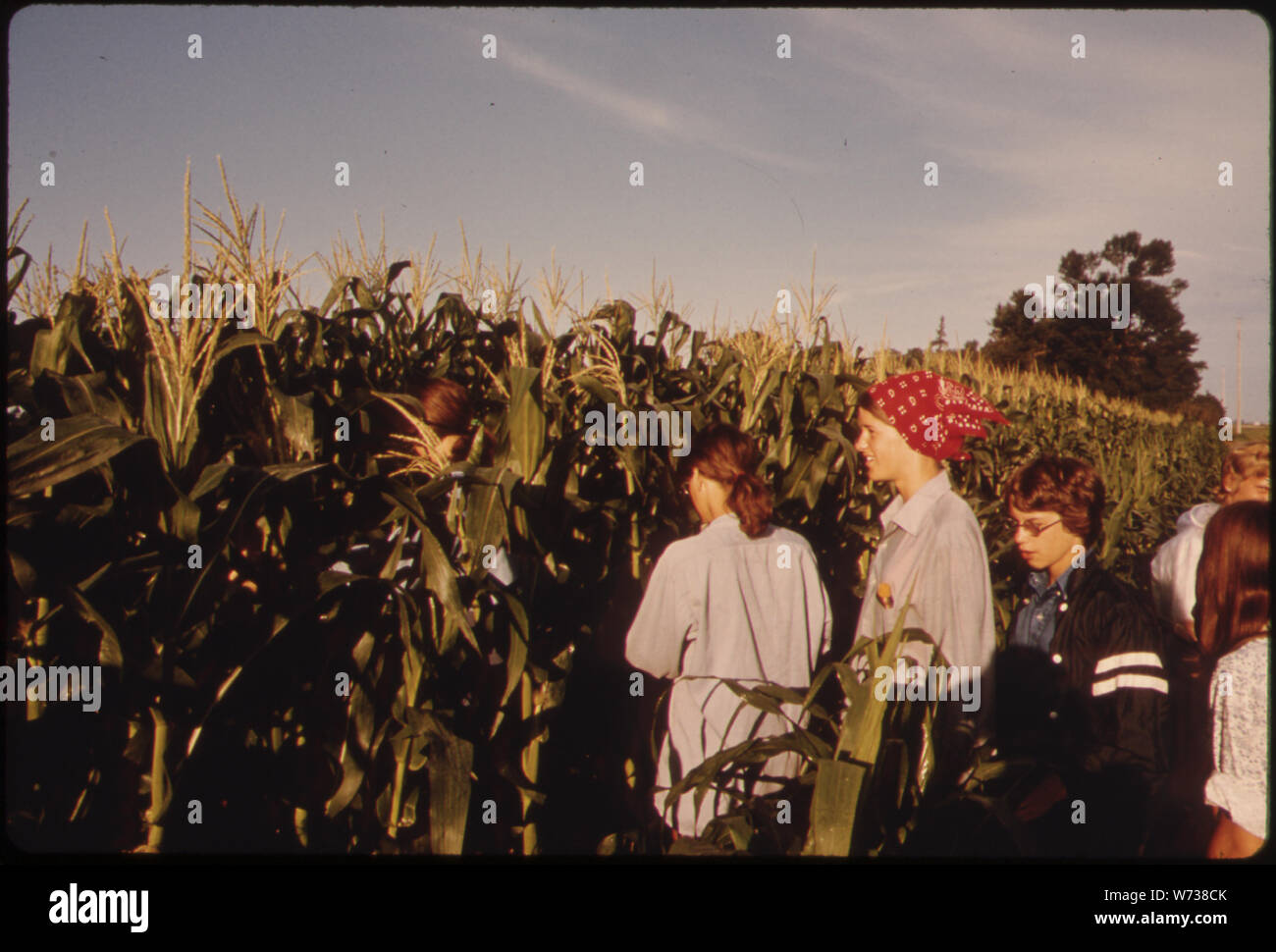 Hybrid corn hi-res stock photography and images - Alamy