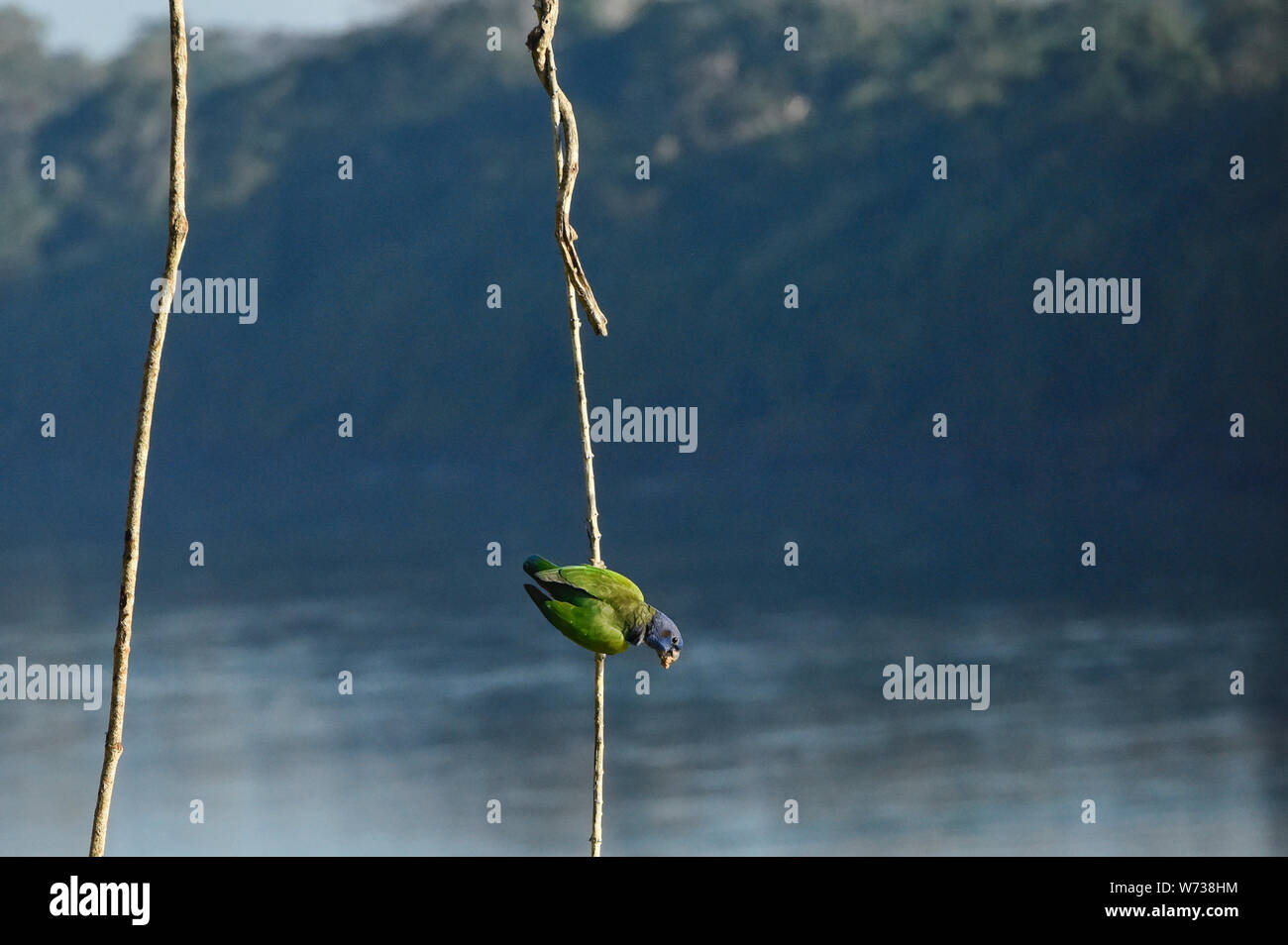 Blue-headed parrot hanging above the Tambopata River, Peruvian Amazon ...