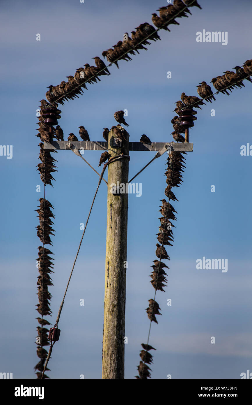 Landscape power line birds hi-res stock photography and images - Alamy