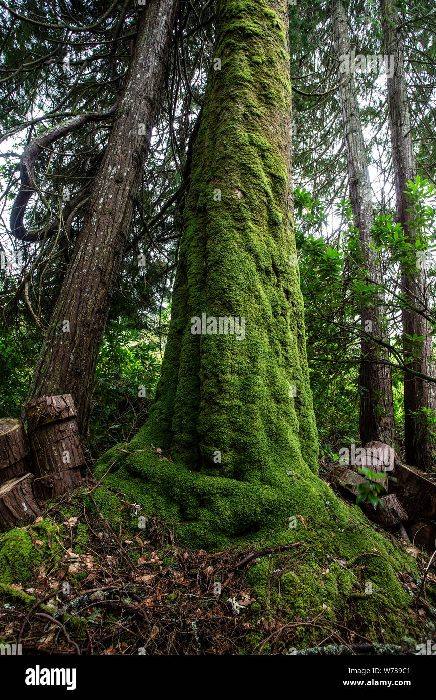 Recreation mossy hi-res stock photography and images - Alamy