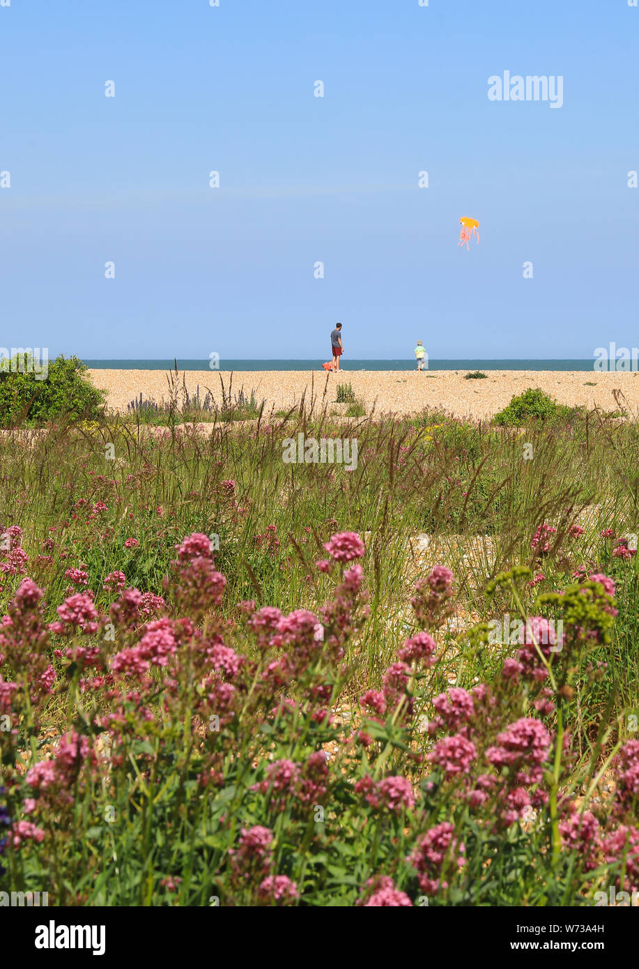 Vegetation on the Walmer coastline on the lovely seafront next to Deal ...