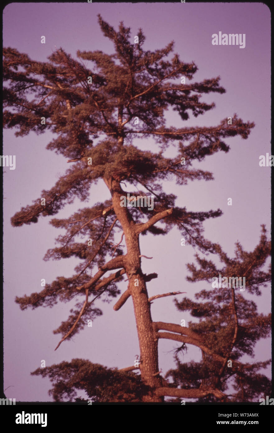 TOP OF VIRGIN WHITE PINE (PINUS STROBUS), IN THE ADIRONDACK FOREST ...