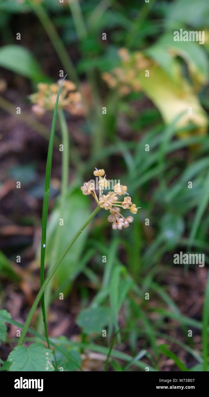 Wood garlic in bloom hi-res stock photography and images - Alamy