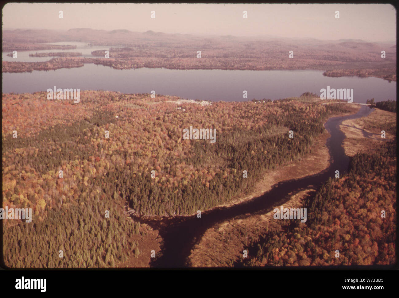 Bog balsam hi-res stock photography and images - Alamy