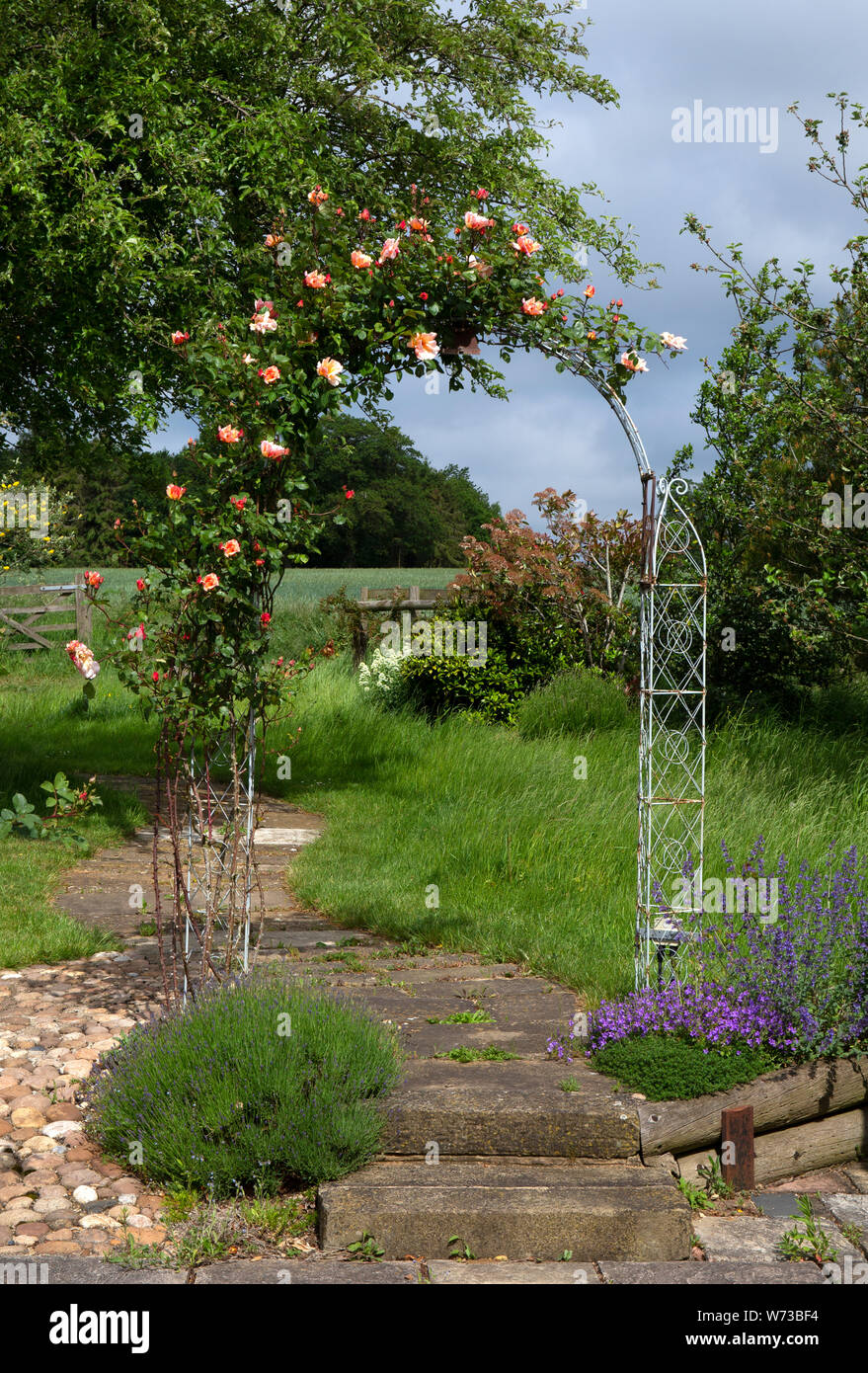 English rose garden hi-res stock photography and images - Alamy