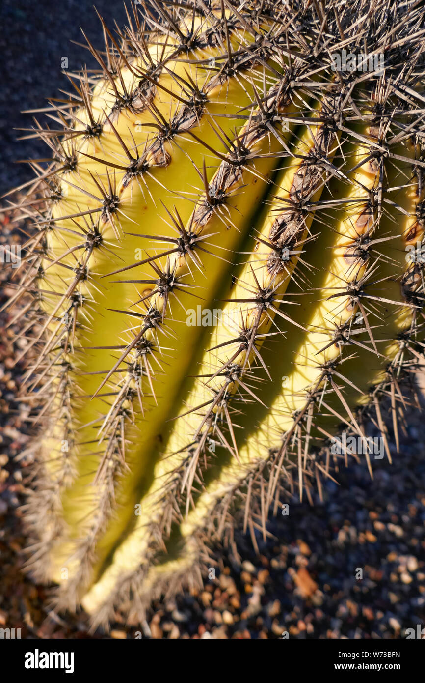 Cactus in the Tucson desert Stock Photo - Alamy