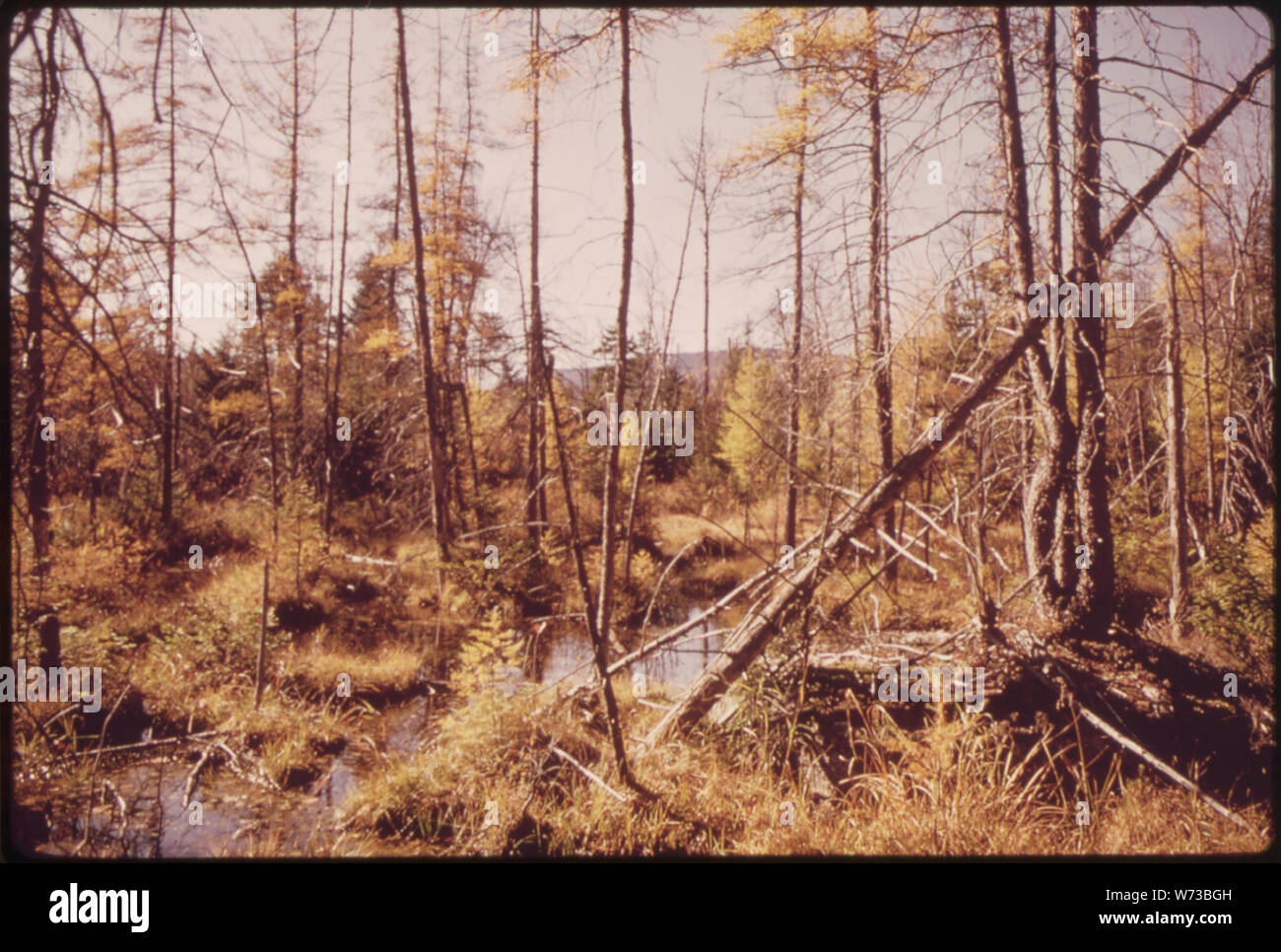 TYPICAL TAMARACK SWAMP AT MOOSE RIVER PLAINS Stock Photo - Alamy
