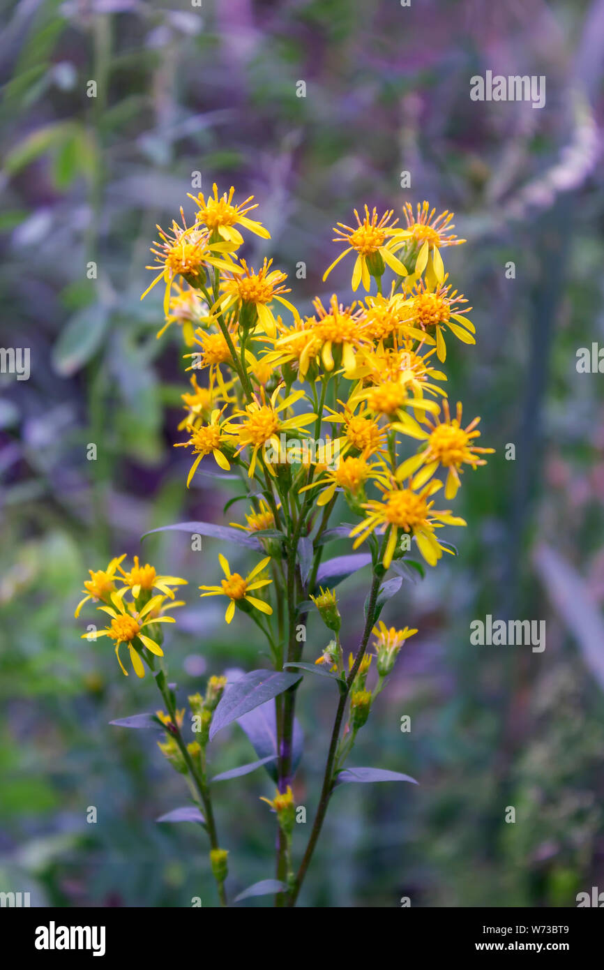 Hypericum flowers Hypericum perforatum or St John's wort on the meadow ...