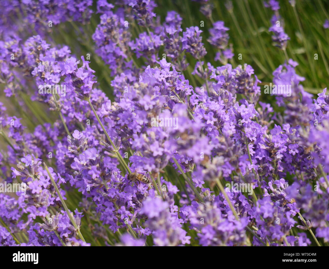Down Grange Walled Garden Basingstoke Stock Photo - Alamy