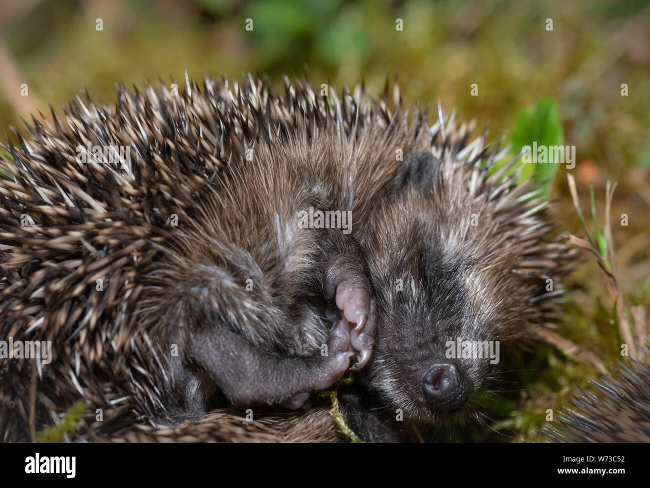Baby hedgehogs hi-res stock photography and images - Alamy