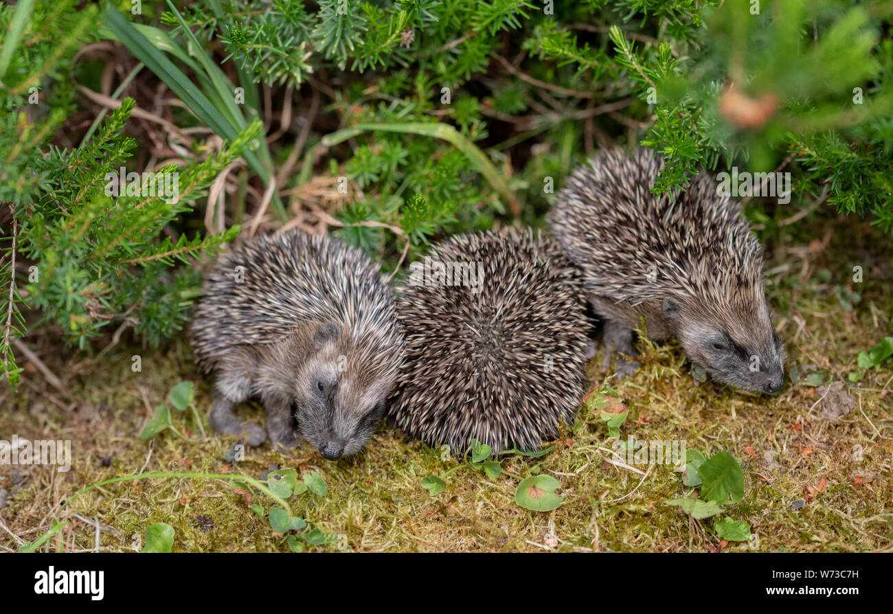 Hoglets (baby hedgehog) (picture 3 Stock Photo - Alamy