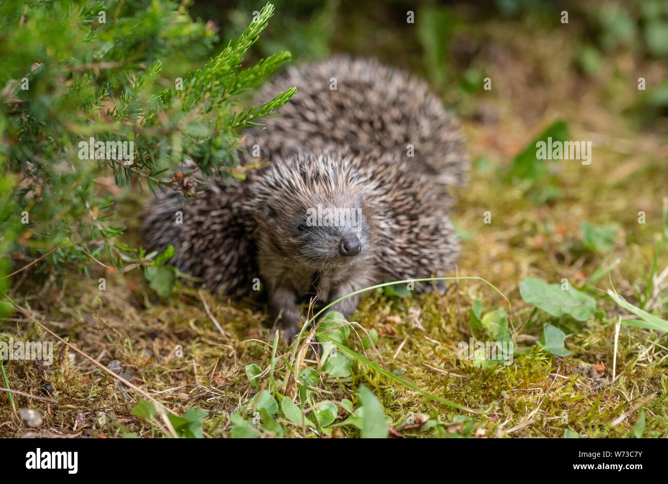 Hoglets (baby hedgehog) (picture 4 Stock Photo - Alamy