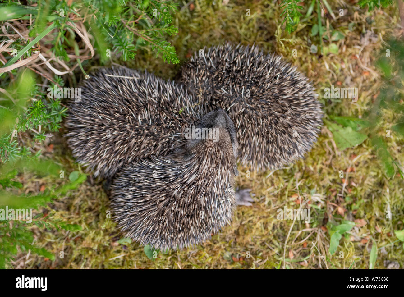 Baby hedgehogs uk hi-res stock photography and images - Alamy