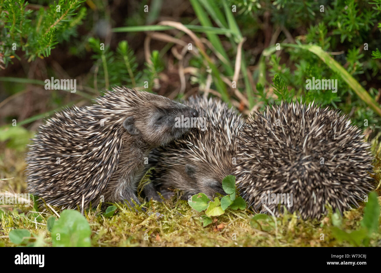 Baby hedgehog hi-res stock photography and images - Alamy
