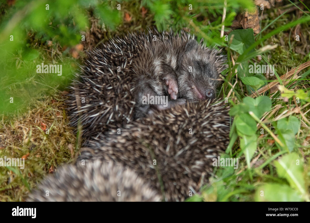 Hoglets (baby hedgehog) (picture 10 Stock Photo - Alamy