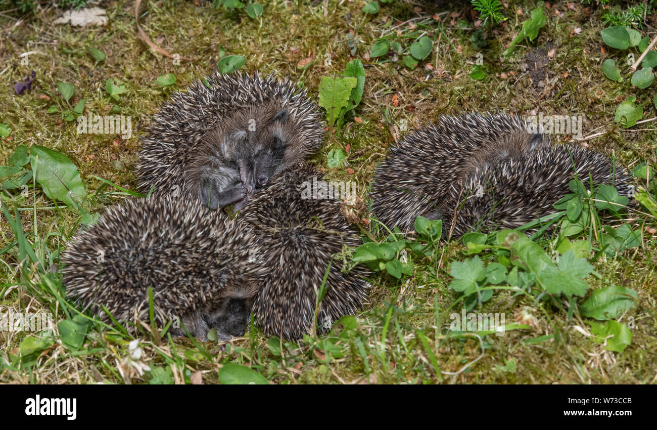 Uk hedgehog habitat hi-res stock photography and images - Alamy