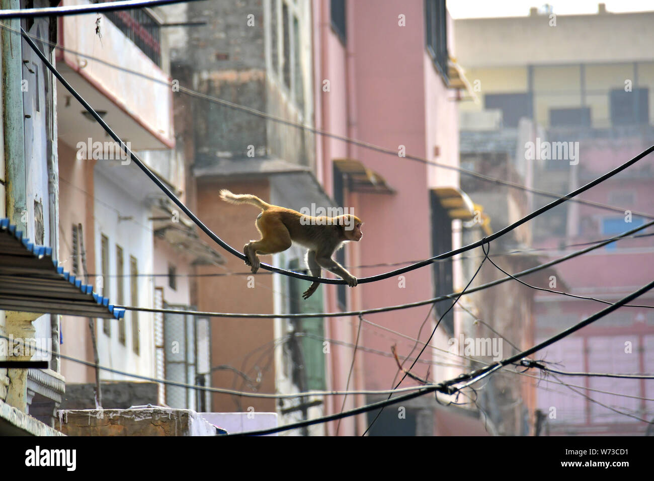 Monkey in the city, Jaipur, Rajasthan, India, Asia, UNESCO World ...
